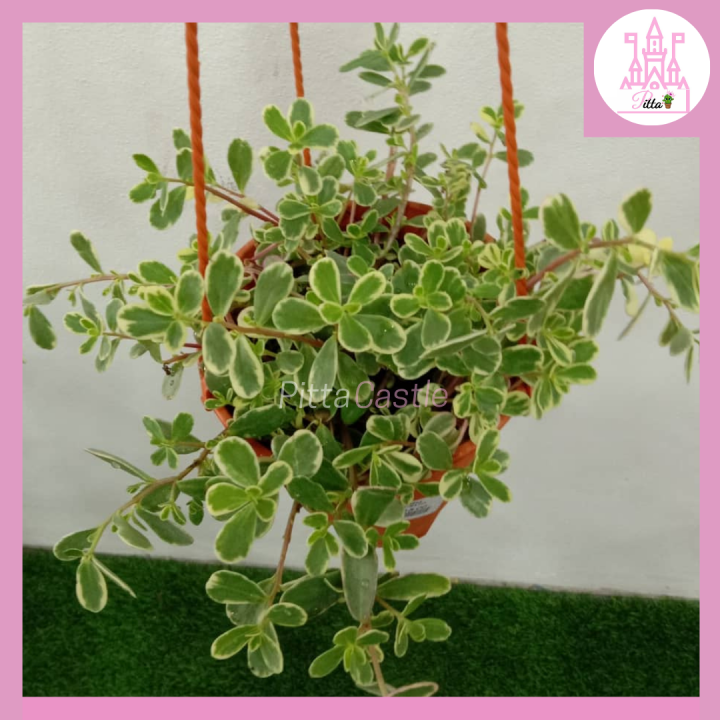 Japanese Rose Ros Batik Flower Plant Pokok Bunga | LIVE PLANT (FLB128 ...