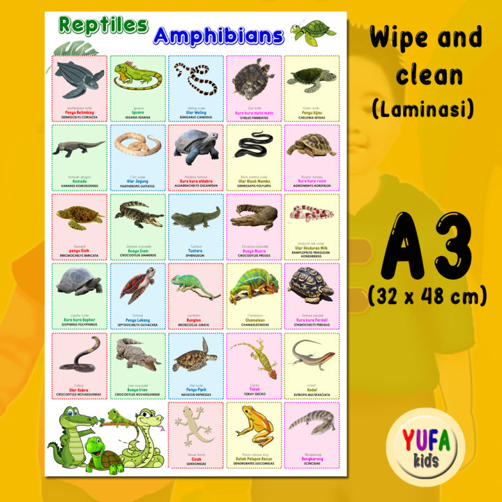 119 Poster mengenal hewan reptil - poster wipe n clean - poster edukasi ...