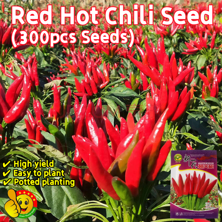 100% Original High Yield Super Spicy Red Hot Chili Seed for Sale (Fresh ...