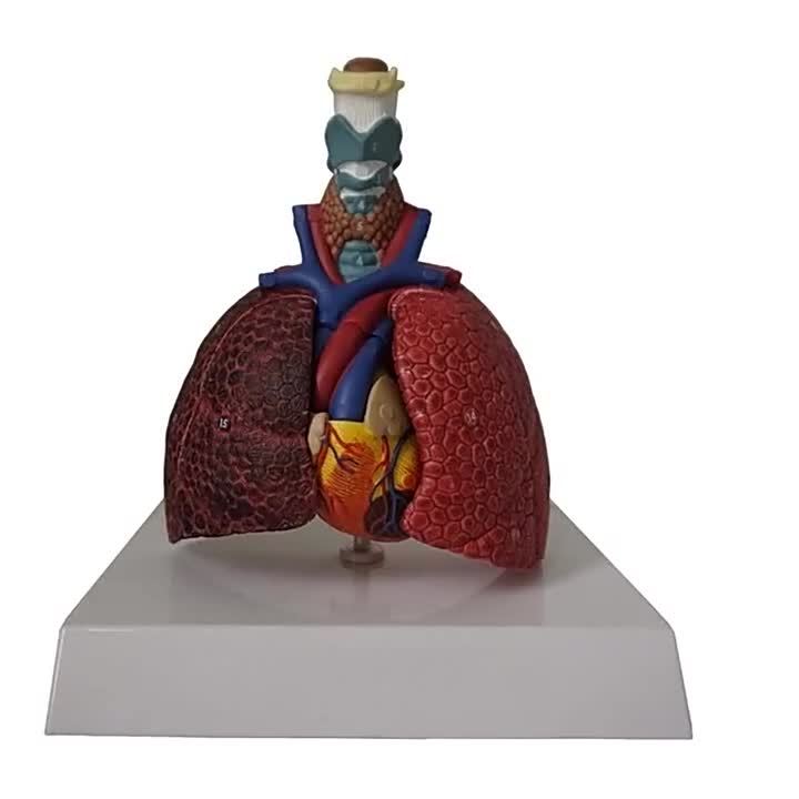 Life Size Human Organ Anatomy Model Larynx Heart Throat Lung Model Pvc ...