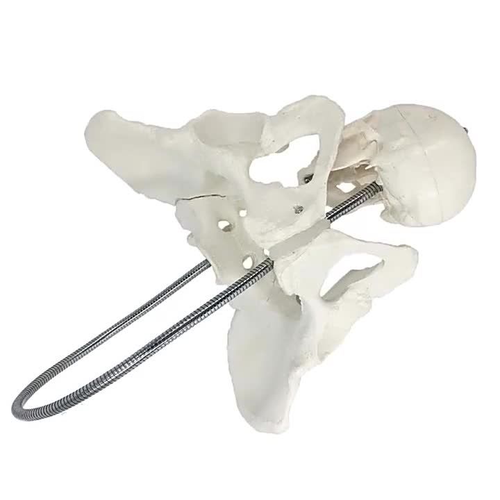 Maternity Pelvic Childbirth and Childbirth Teaching Model Female Pelvis ...