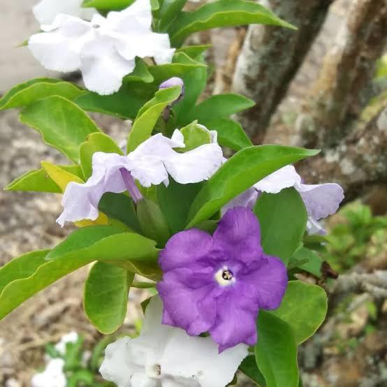 promo tanaman melati costa/matamori | Lazada Indonesia