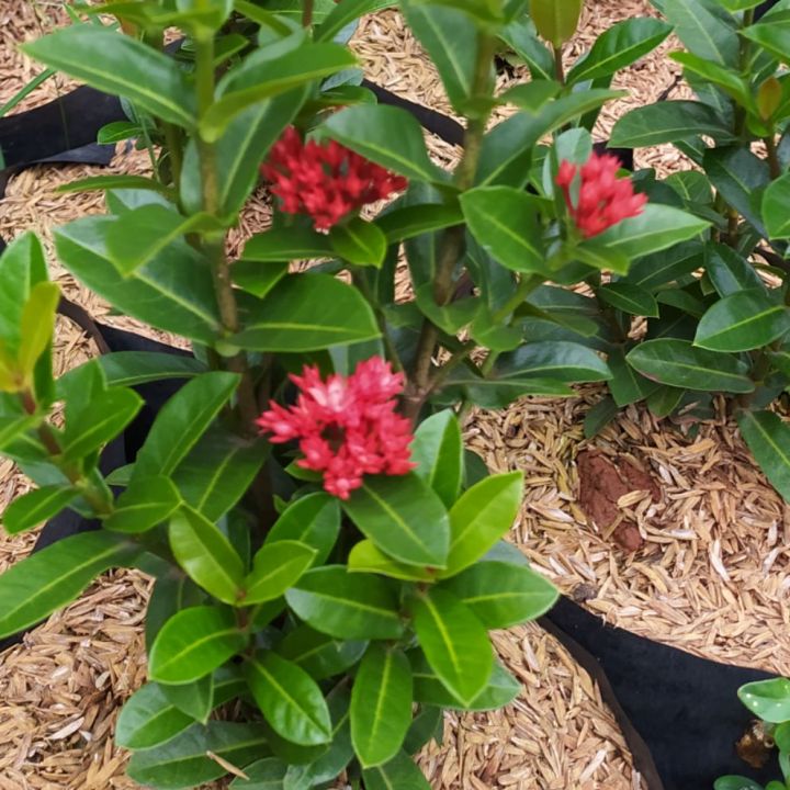 5 tanaman hias hidup tanaman pagar bunga Asoka India | Lazada Indonesia