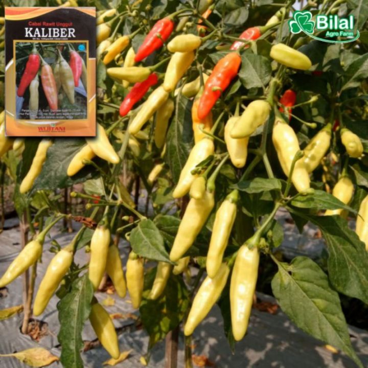 Paket REPACK F1 SEEDS -Isi 60 Biji Benih Cabe Rawit Kaliber (buah semi ...