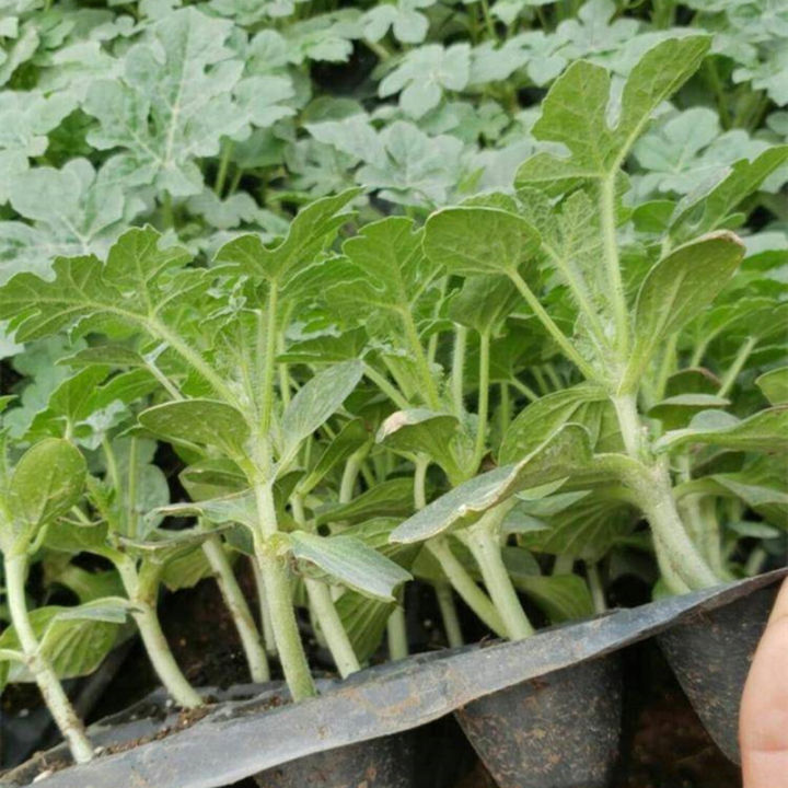 8424 Grafted Watermelon Seedless Melon Seedless Seedless Melon Seedless ...