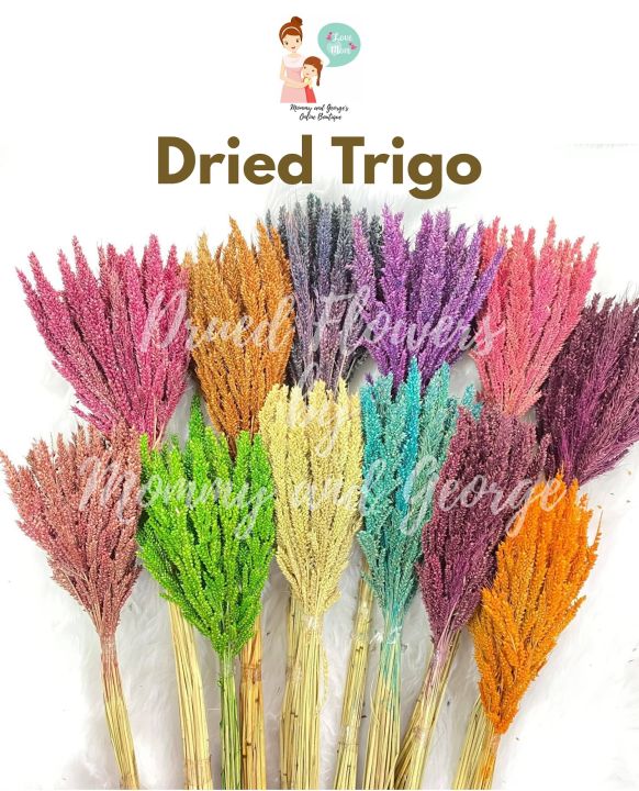 1 Bunch Dried Trigo (Local Dried Flower) | Dried Flowers | Dried ...