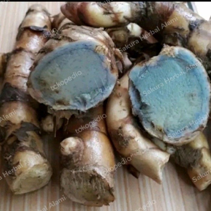 temu hitam atau temu ireng segar 1 kg | Lazada Indonesia