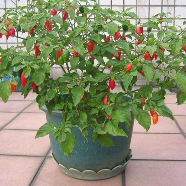 10pcs/bag Chili India Devil Pepper Vegetables Habanero Pepper Organic ...
