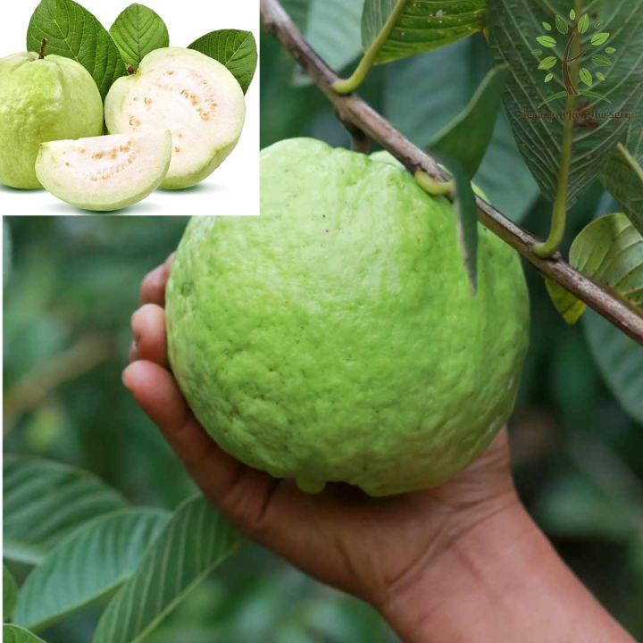 Berjaya Plant Nursery - Pokok Jambu Batu Lohan GU16 Hybrid/Guava(Pokok ...