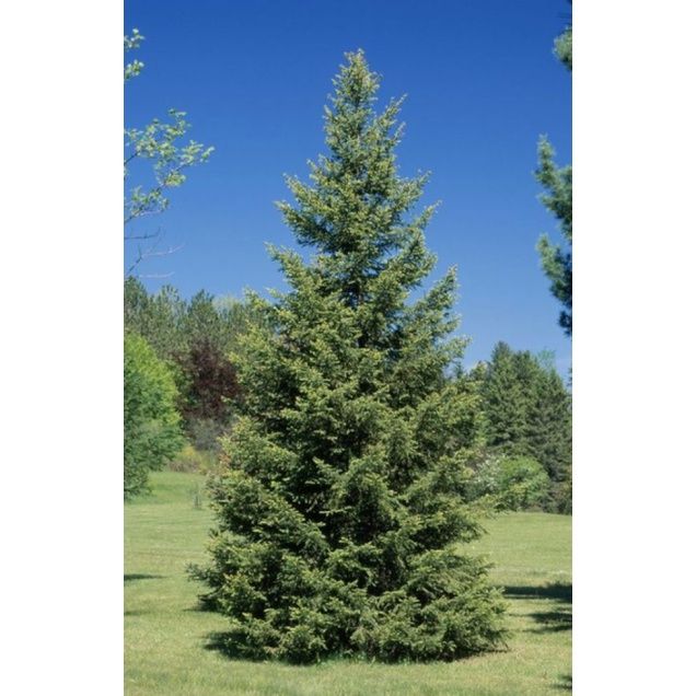 50 Seeds (buy 2 get 1 free) Common Spruce Tree K Gram Of High ...
