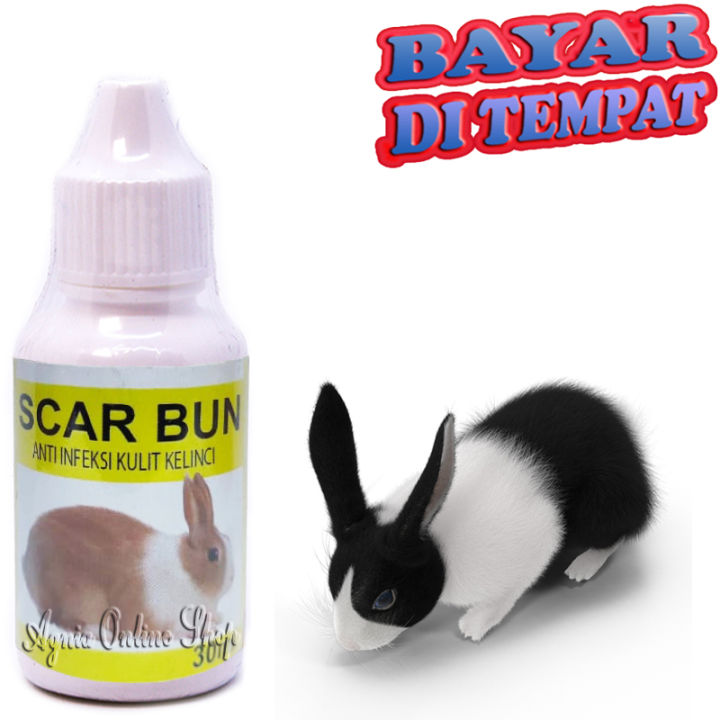 Obat Koreng Kelinci Marmut MARMUT SCAR BUN Sakit Jamur Gudik Budukan ...