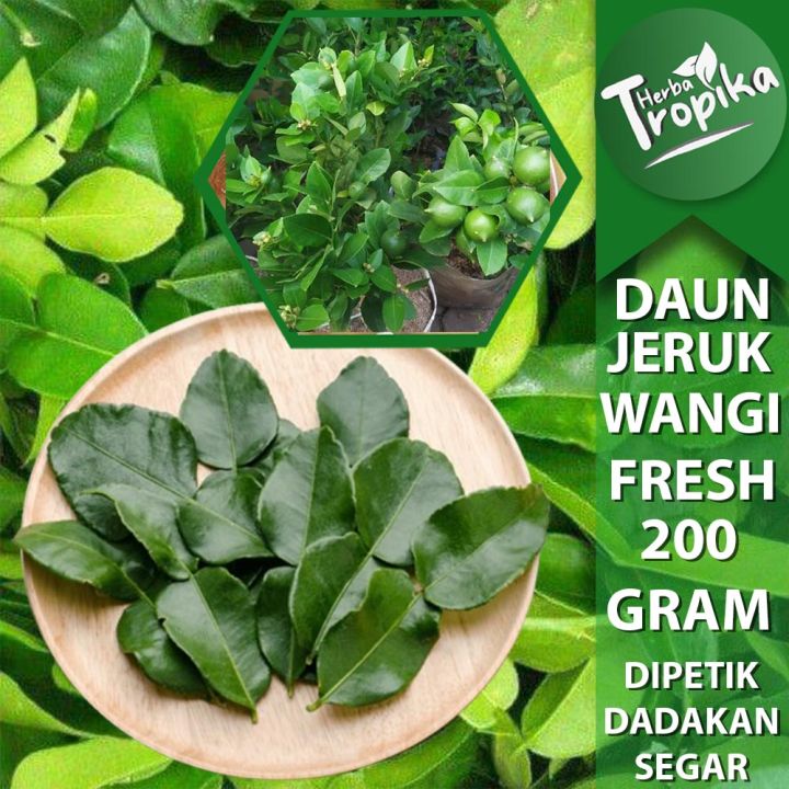 Daun Jeruk Muda Wangi Segar Kemasan 200 gram toko herba tropika | Lazada Indonesia