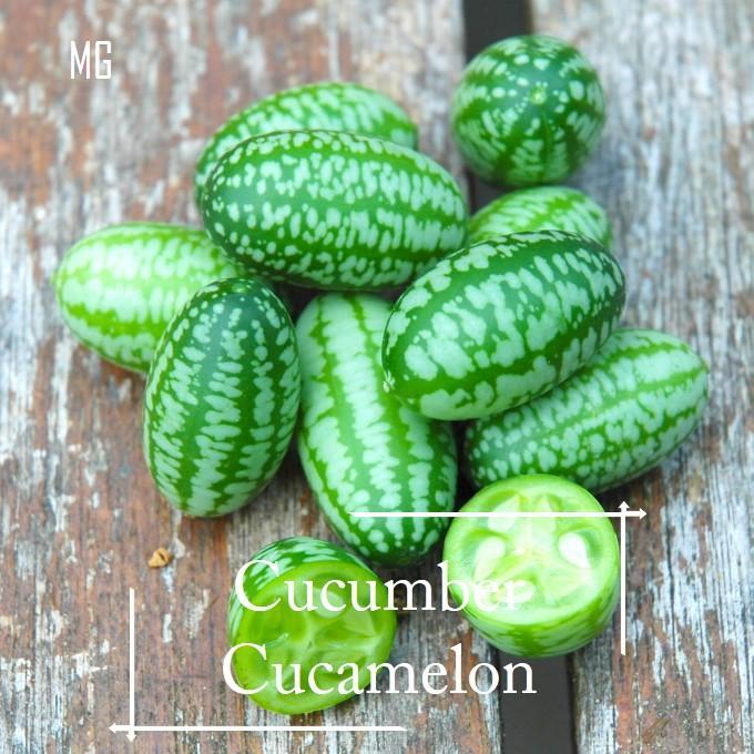 *Rare**Easy* Cucumber Cucamelon seeds - 30 seed *Pot Friendly* Benih ...