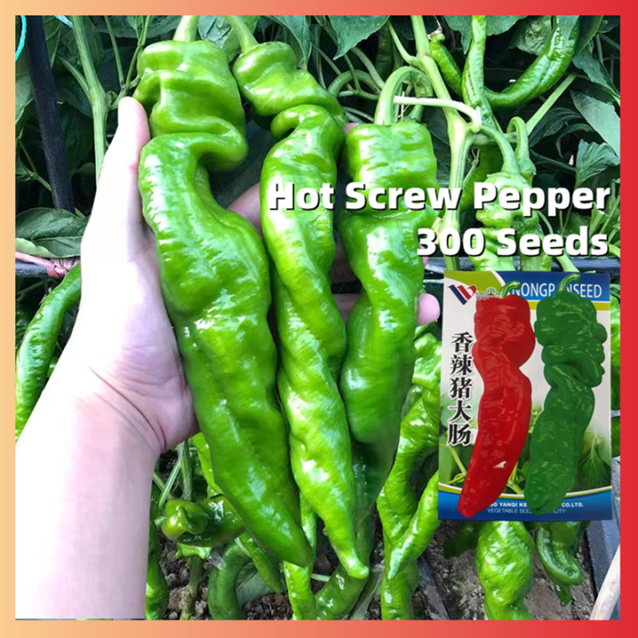 [Good Seed] พร้อมจัดส่ง เมล็ดพันธุ์ Easy Grow High Yield Screw Pepper ...