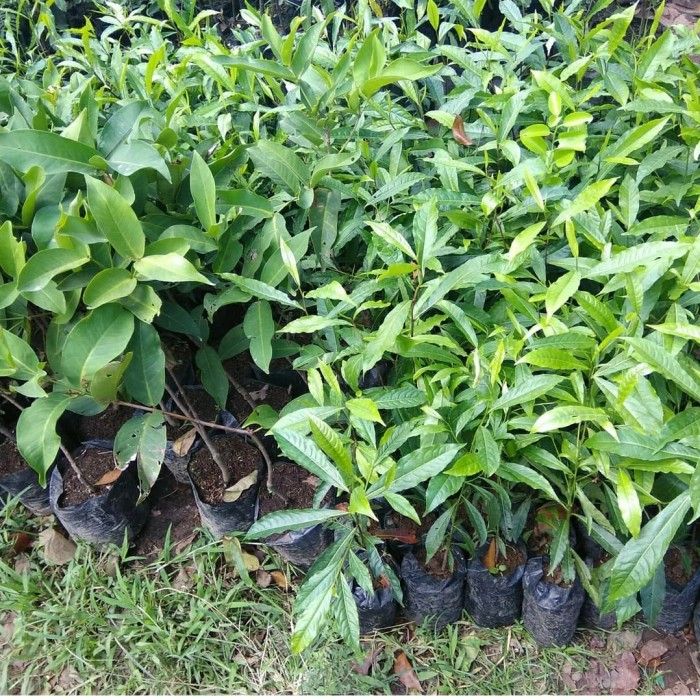 Bibit Biji Pohon Jenitri-Bibit Tanaman Pohon Jenitri Mendana | Lazada ...