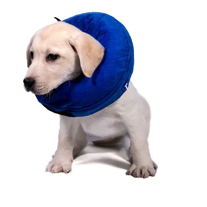 Elizabeth Ring Dog Harness Pet Inflatable Neck Ring Anti-Bite Beauty ...