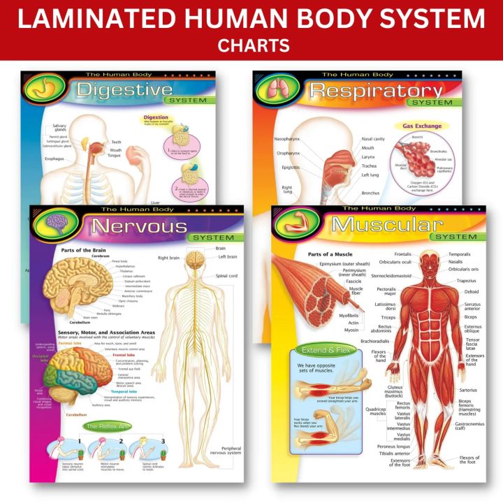 Laminated Nervous System, Respiratory System, Digestive System ...