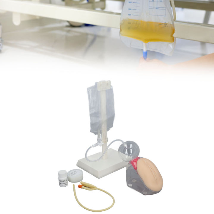 Female Catheterization Model Female Catheterization Simulator Kit ...