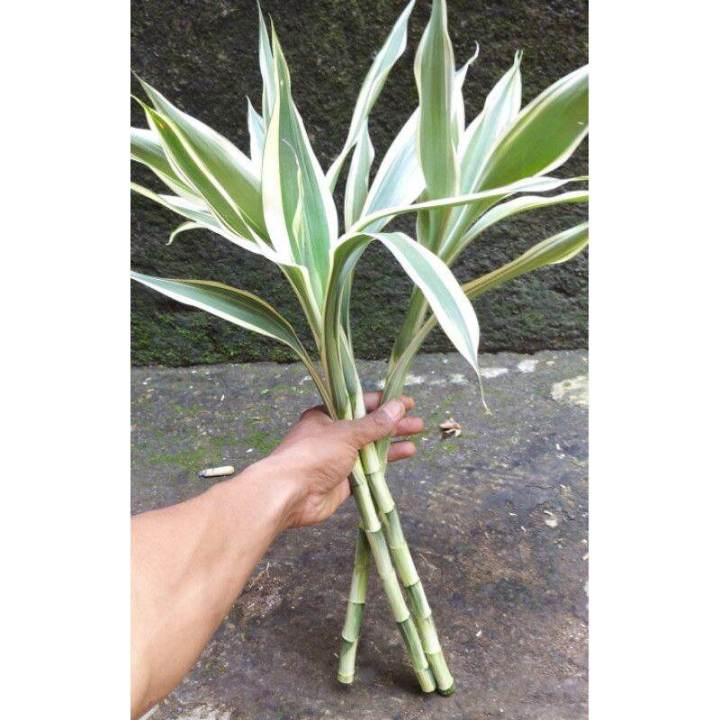 tanaman hias sri rezeki putih bambu hoki bambu cina | Lazada Indonesia