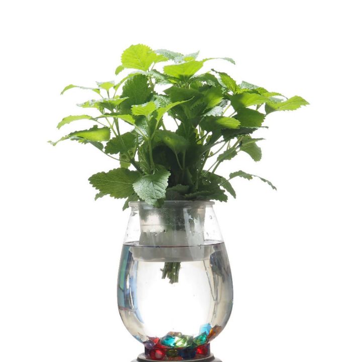 Pasu Untuk Tumbuhan Air / Self Watering Transparent Pot - Ready Stock ...