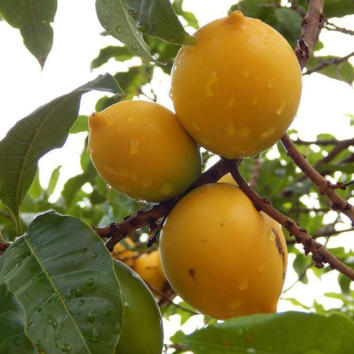 Anak Pokok Abiu Buah Kuning Comel | Lazada