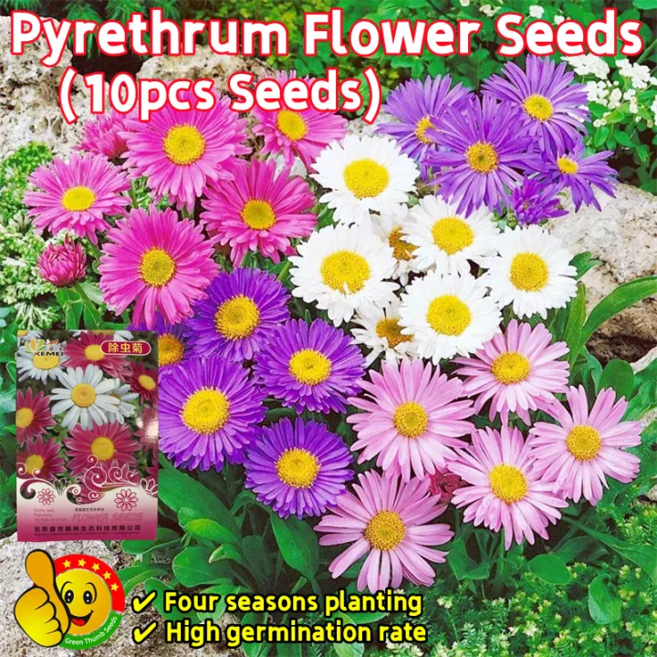 100% Original Natural Insect Repellant Pyrethrum Flower Seeds for Sale ...