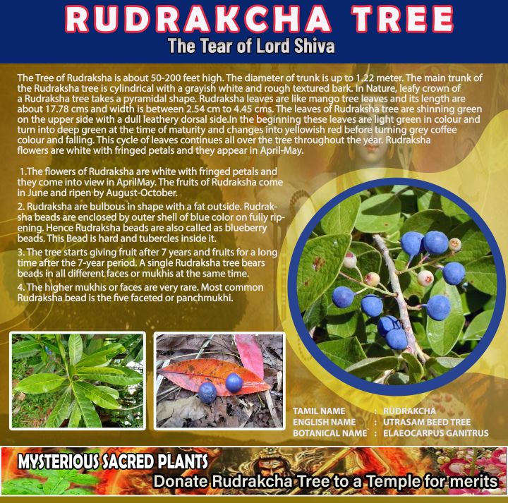 LIVE PLANT - RUDRAKSHA PLANT TEAR OF LORD SHIVA VERY HIGH POWER ...