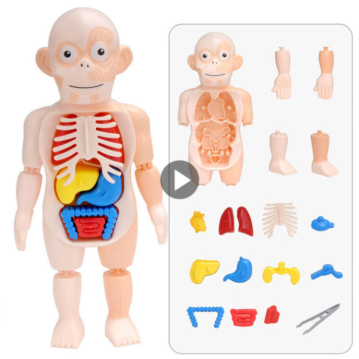Kid Montessori 3D Puzzle Human organ model Anatomy Educational Learning ...