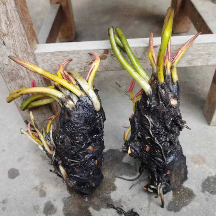 Big water lily root block pond sleeping lotus hydroponics plant four ...