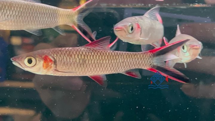 Borneo Red Cheek Barb/Live Fish/Rare/Freshwater 黑苏丹血鲤/活鱼(Sin Quan ...