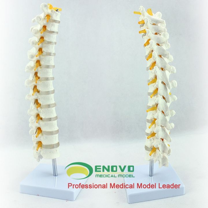 ENOVO medical 1:1 human thoracic model lumbar cervical thoracic spine ...