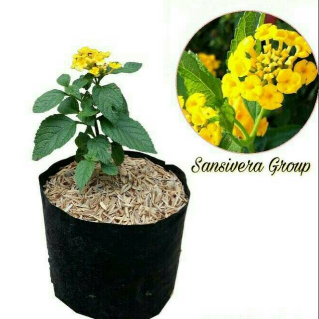 Tanaman Bunga Lamtana Kuning / Lantana / Tembelekan Lantana camara ... Tanaman Bunga Lamtana Kuning / Lantana / Tembelekan Lantana camara ...