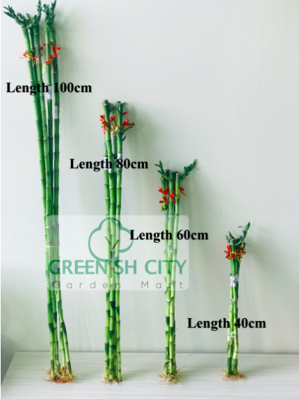 GardenMart4U Live Plant Curly Bamboo Straight Lucky Bamboo CNY Pokok ...