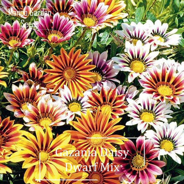 *Super Dwarf* African Gazania Daisy Mix 10cm Height Flower Seeds - 100 ...