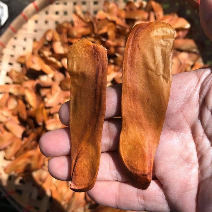 20 pieces Mahogany (Sky fruit) SEEDS ONLY | Lazada PH