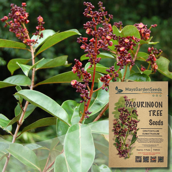 Paguringon Tree Seeds, Cratoxylum Sumatranum Seeds, Tree Seeds#032 ...