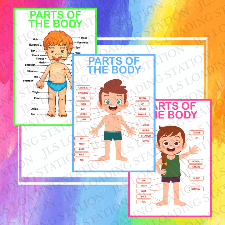 EDUCATIONAL CHARTS PARTS OF THE BODY (LAMINATED) A4 SIZE | Lazada PH