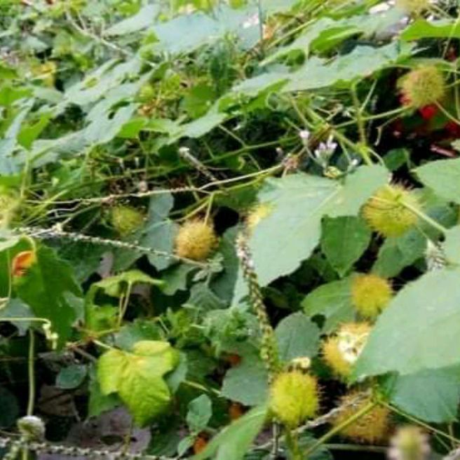 Daun Rambusa Atau Cermot segar 500 gram | Lazada Indonesia