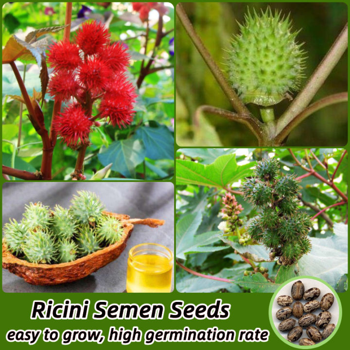 10เมล็ด เมล็ดพันธุ์ ถั่วละหุ่ง Castor Bean Seeds Ricini Semen ต้นไม้ ...