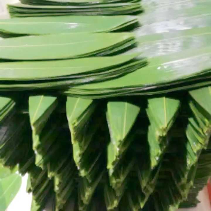 DAUN BACANG DAUN BAMBU JUMBO | Lazada Indonesia