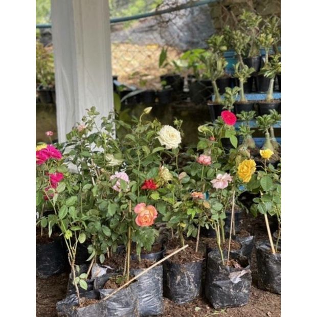 Pokok bunga rose mawar thai ( hybrib ) live plant / wangi ( rose mawar ...