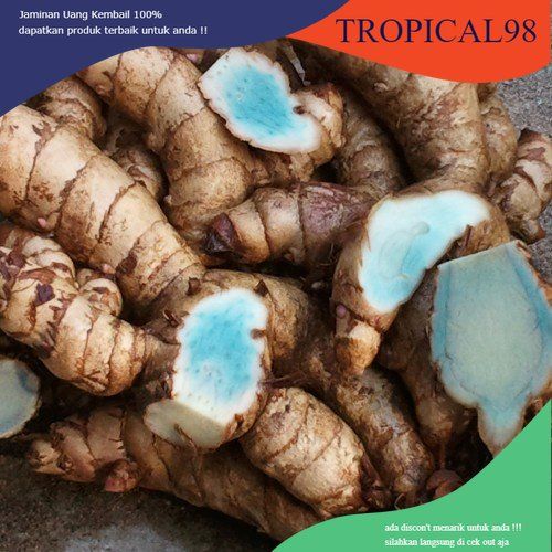 temu ireng / Umbi hitam / Temu Hitam 1 kg | Lazada Indonesia