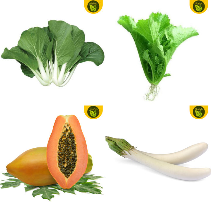 all in! 4 in 1 pack seeds binhi pantanim 100 pechay, 100 mustasa, 20 ...