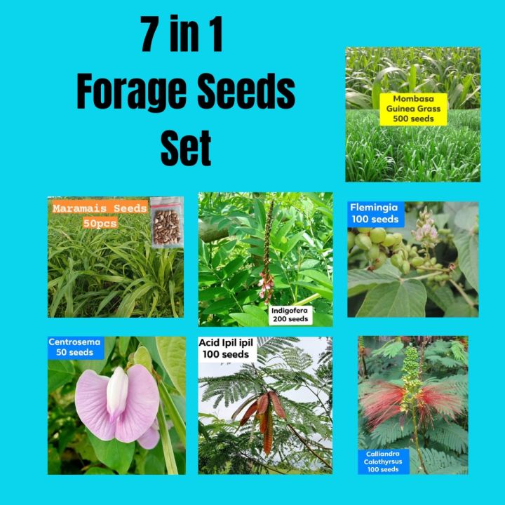 7 in 1 Forage Seeds Set/Mombasa500 Red Calliandra100 Centrosema50 ...