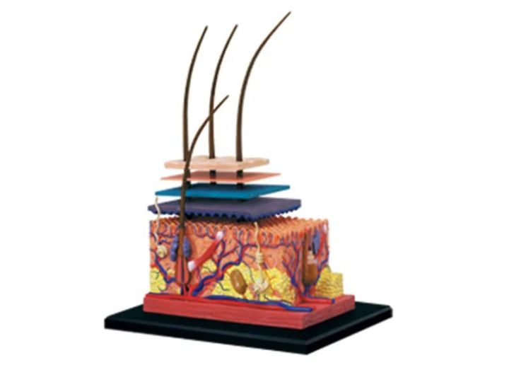 Human Skin and Hair Assembly Humans Skull Skeleton Anatomical Skin ...