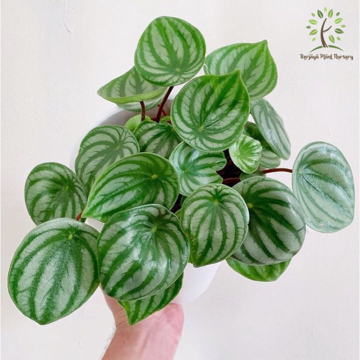 Berjaya Plant Nursery - Peperomia/Baby Rubber Plant(Pokok Bunga Hidup ...