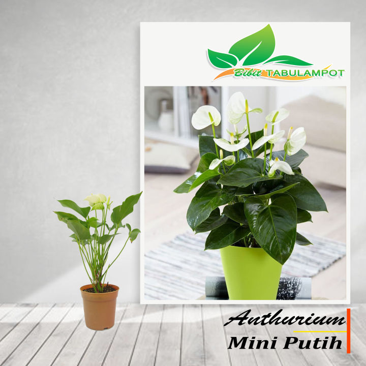 Tanaman Hias Bunga Anthurium Mini Putih ( Tanaman Hidup ) | Lazada ...