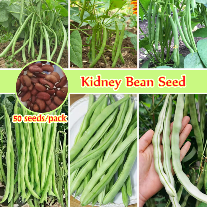[Fast Germination] 50 Seeds Organic Kidney Beans Seed 四季豆 Vegetable ...