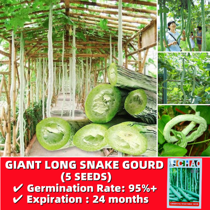 เมล็ดพันธุ์ บวบงู ยาวยักษ์ พันธุ์ อนาคอนด้า Giant Long Snake Gourd ...