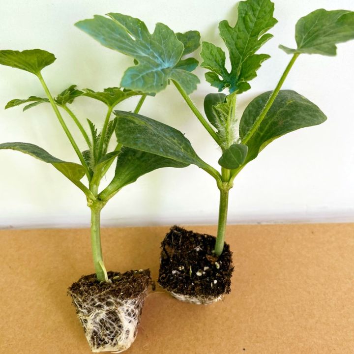 8424 Grafted Watermelon Seedless Melon Seedless Seedless Melon Seedless ...